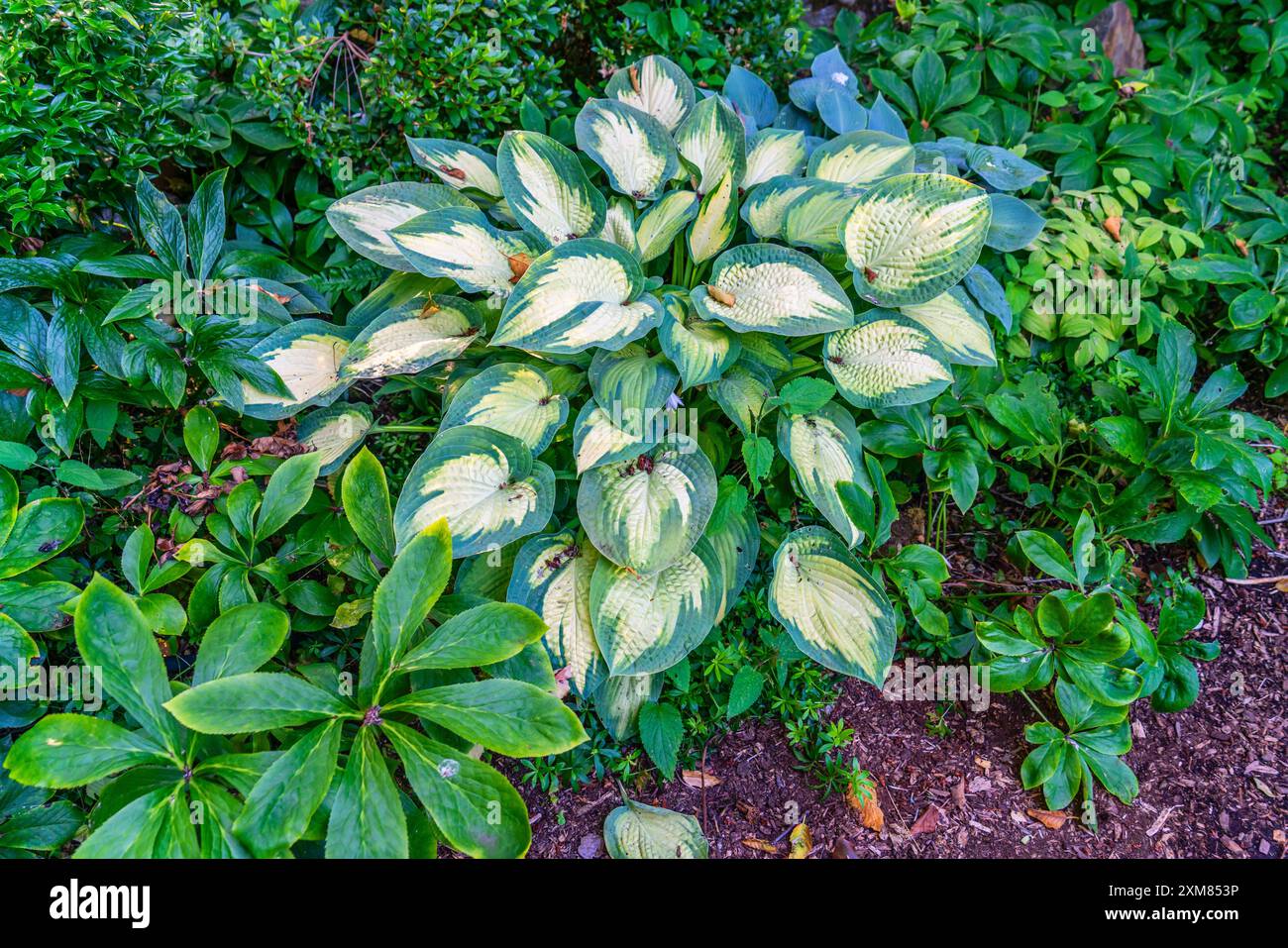 A yellow hosta plant at a garden in Seatac, Washington Stock Photo - Alamy
