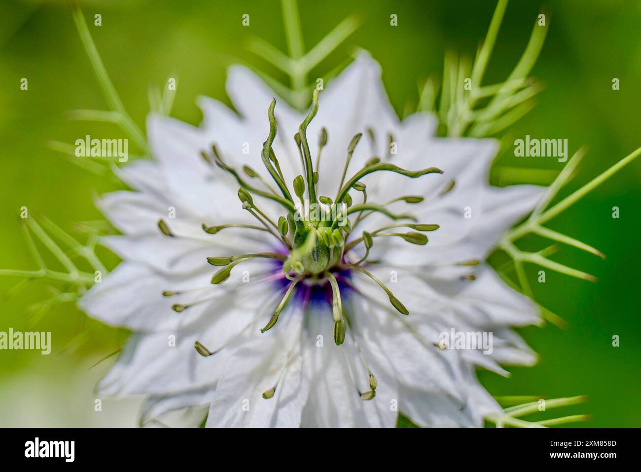 White Damascus Black Cumin in the meadow bad hofgastein garden salzburg ...