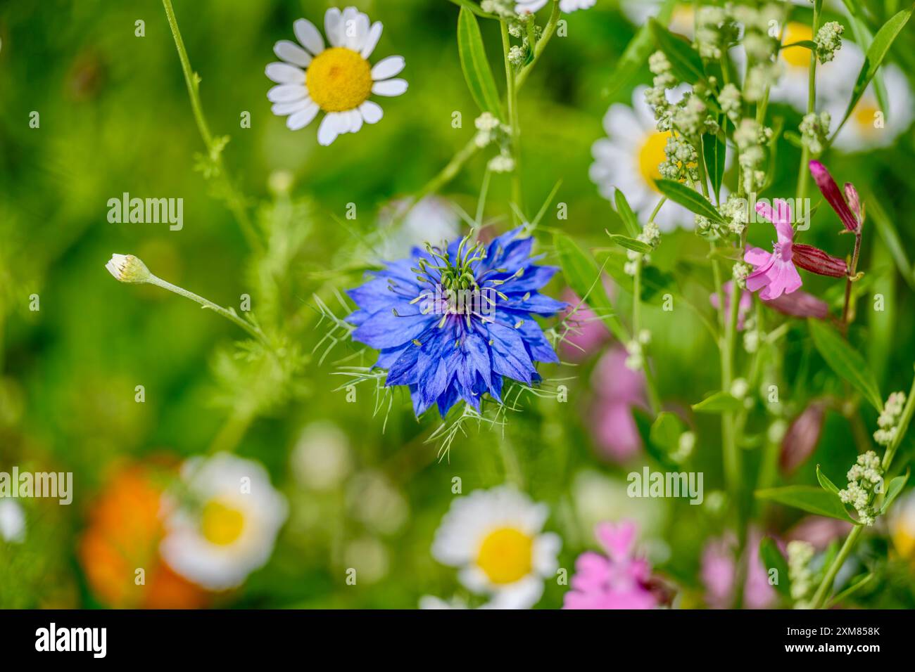 Blue Damascus Black Cumin in the meadow bad hofgastein garden salzburg ...