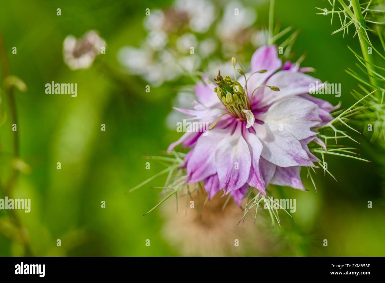 White Damascus Black Cumin in the meadow bad hofgastein garden salzburg ...