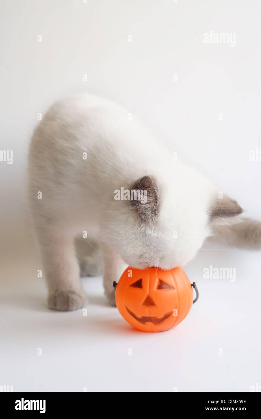 White kitten looking into Halloween bucket Stock Photo - Alamy