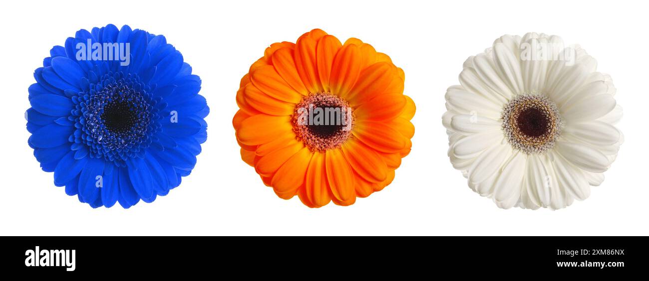 Three beautiful gerbera flowers isolated on white, set Stock Photo - Alamy