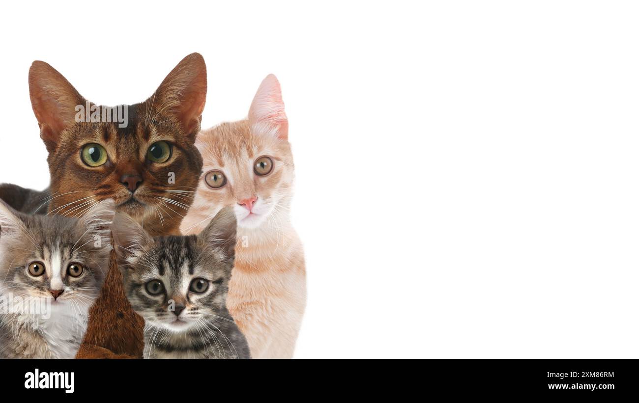 Cute cats on white background, banner design with space for text ...