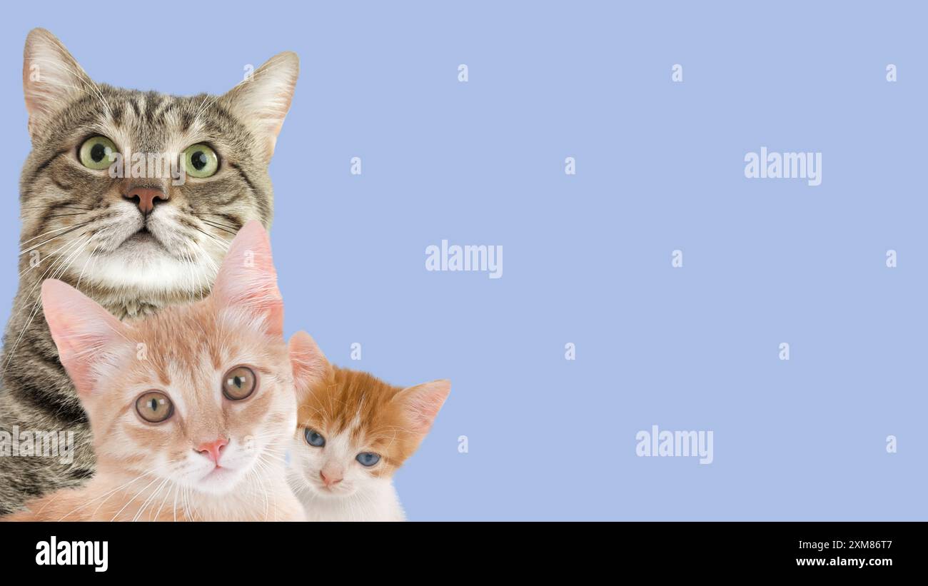 Cute cats on on pale light blue background, banner design with space ...