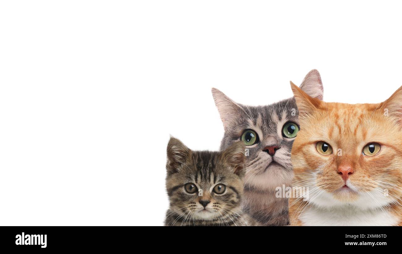 Cute cats on white background, banner design with space for text ...