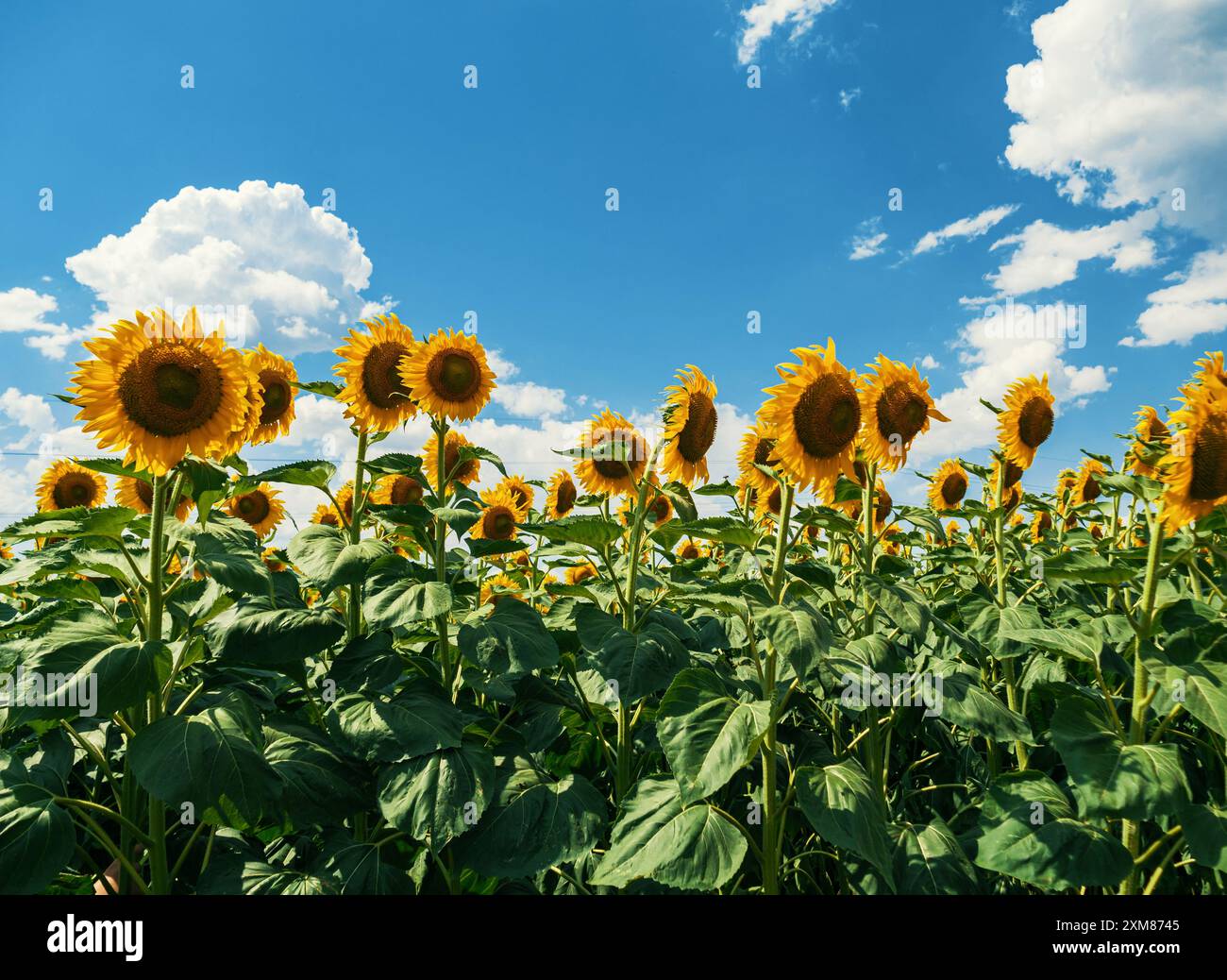Agricultural field blooming sunflowers hi-res stock photography and ...