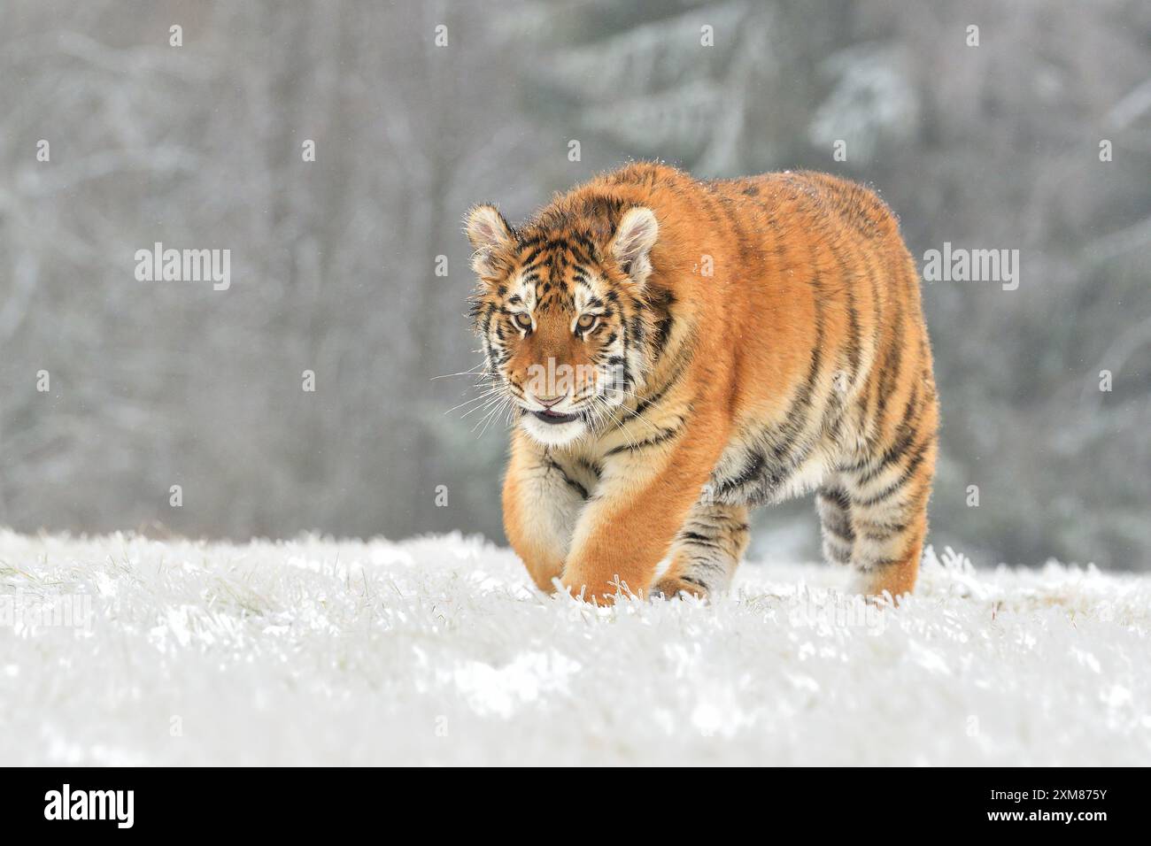 Siberian tiger Panthera tigris wildlife tigris nature Amur winter wild ...