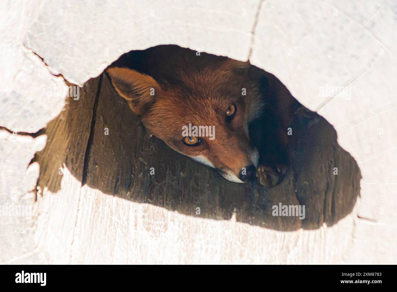 Red fox hunting, hidden in a tree, looking to camera. Wildlife, Vulpes ...