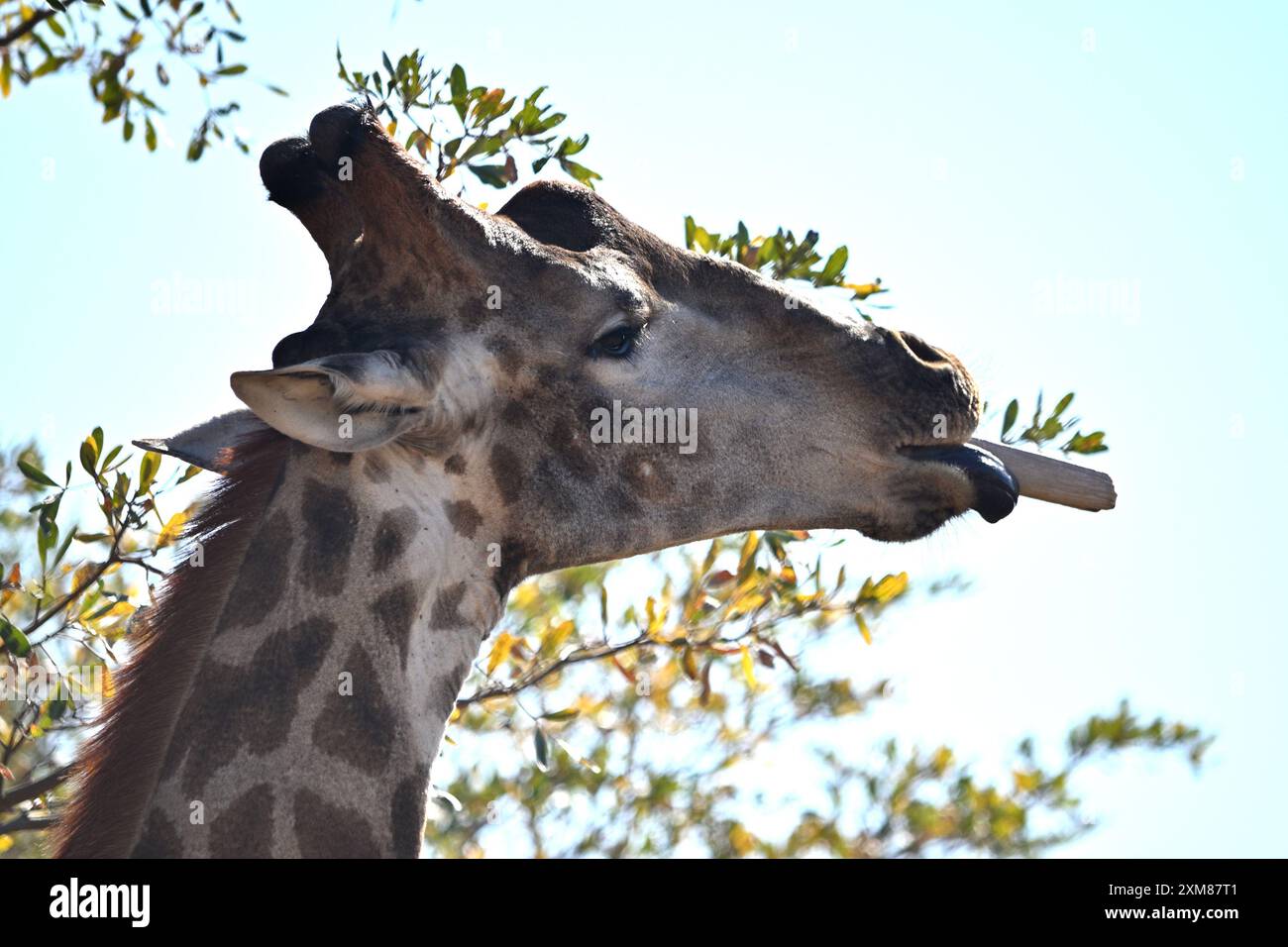 Giraffe eating a bone hi-res stock photography and images - Alamy