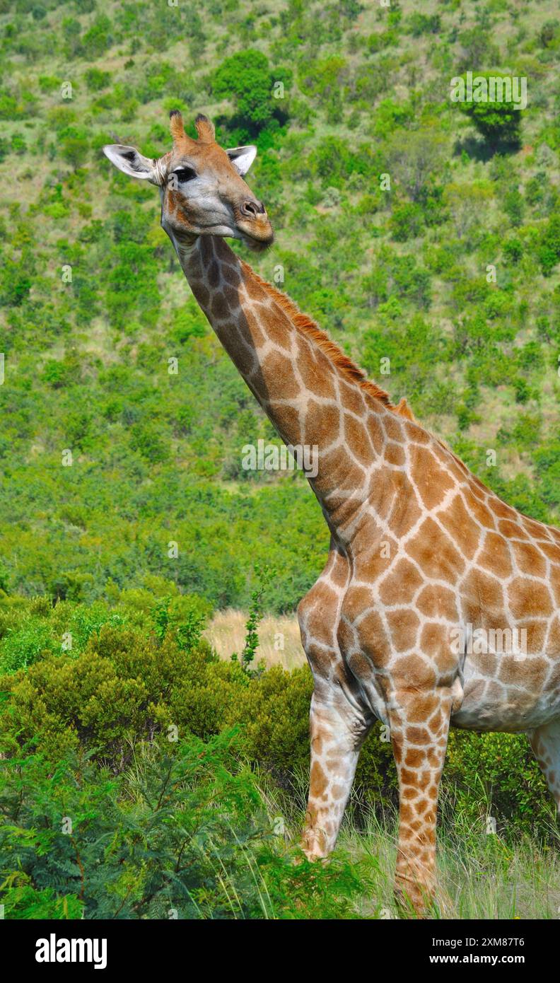 Coat a giraffe hi-res stock photography and images - Alamy
