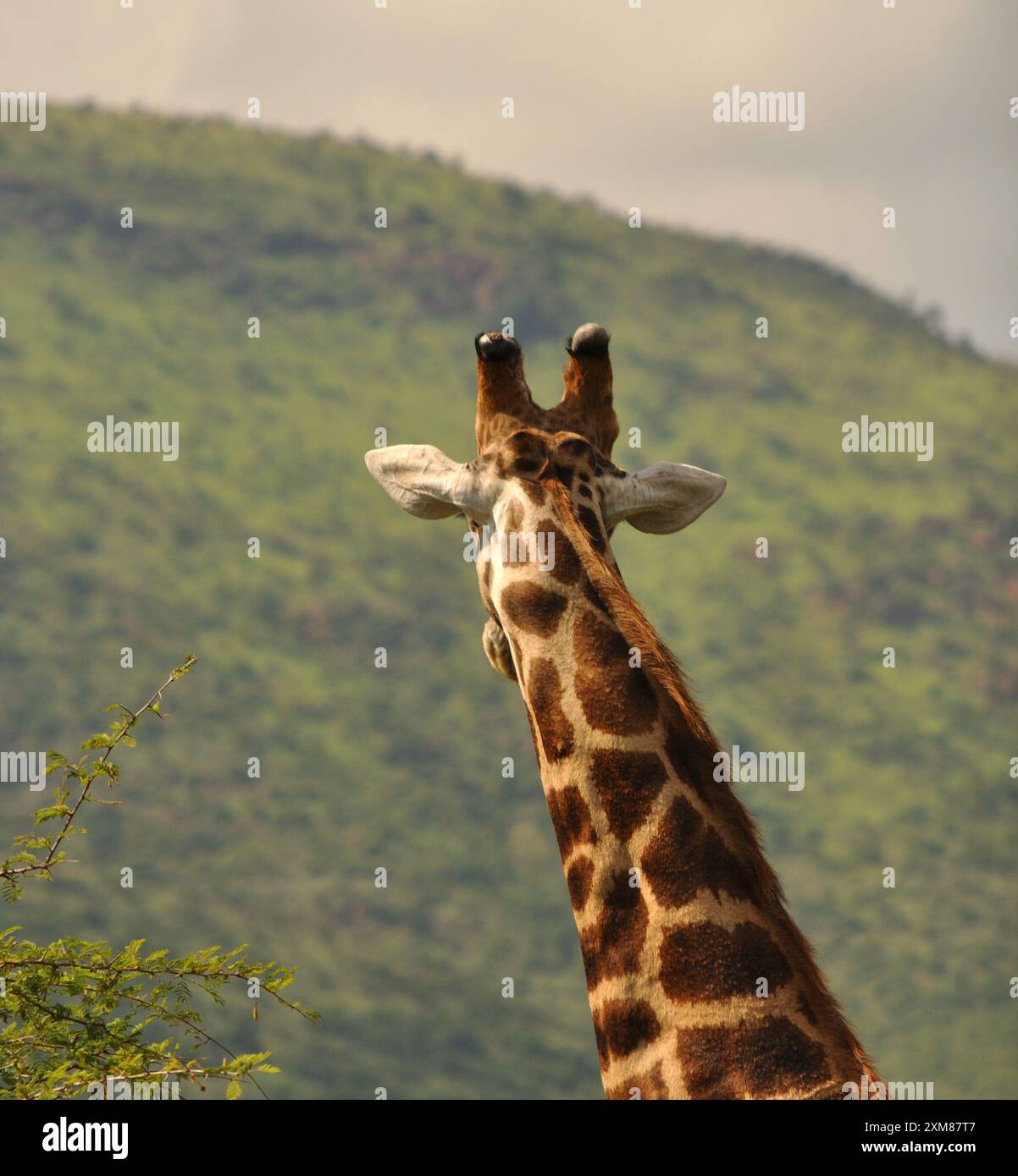 Giraffe from the back Stock Photo - Alamy