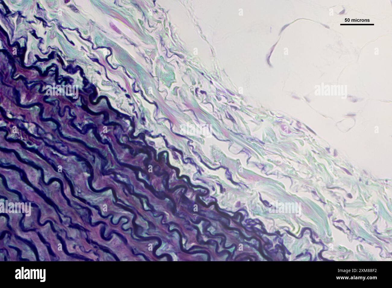 Artery in thin section under a light microscope times 40 magnification ...
