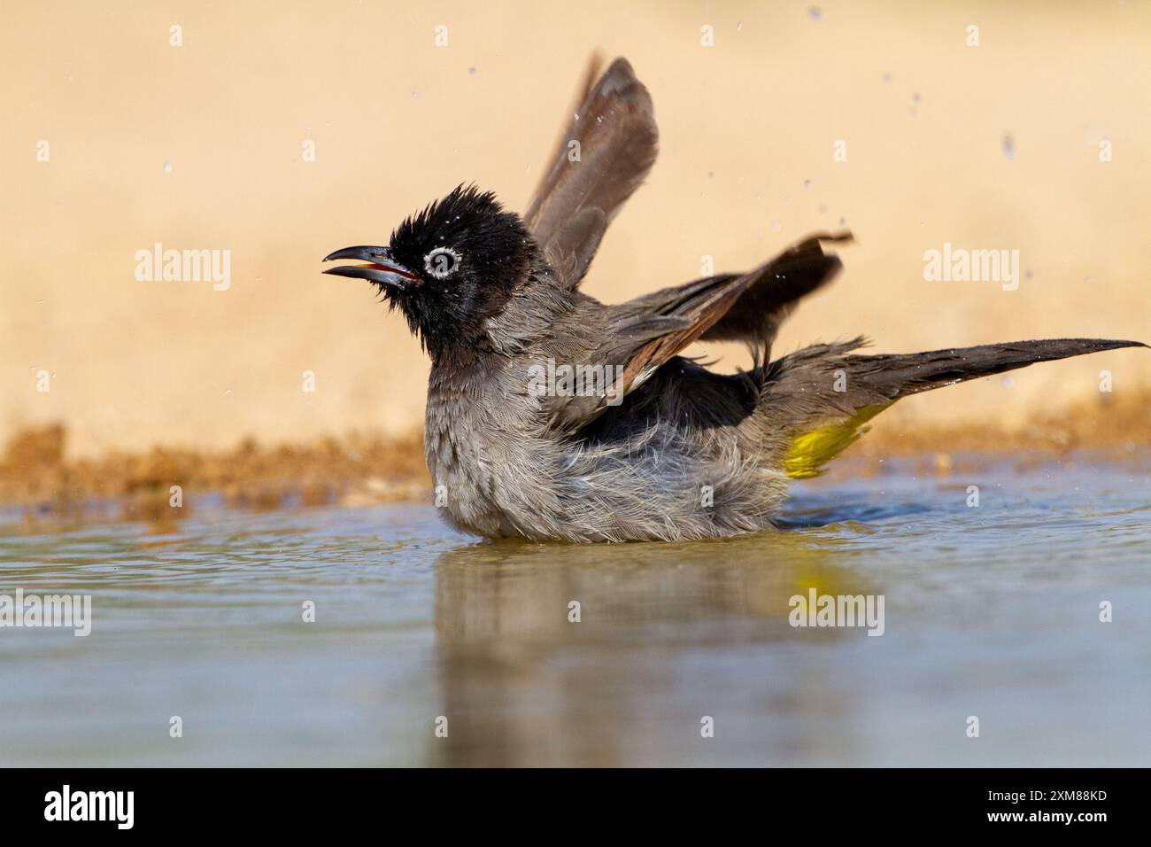 White-spectacled bulbul Bathing in a puddle of water Stock Photo - Alamy
