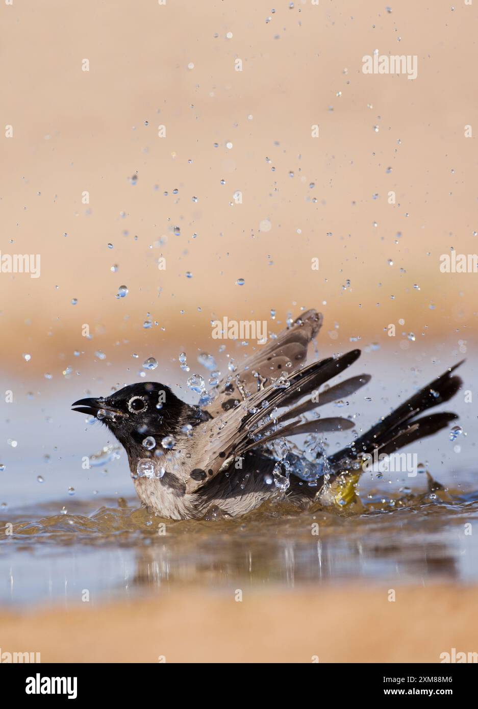 White-spectacled bulbul Bathing in a puddle of water Stock Photo - Alamy