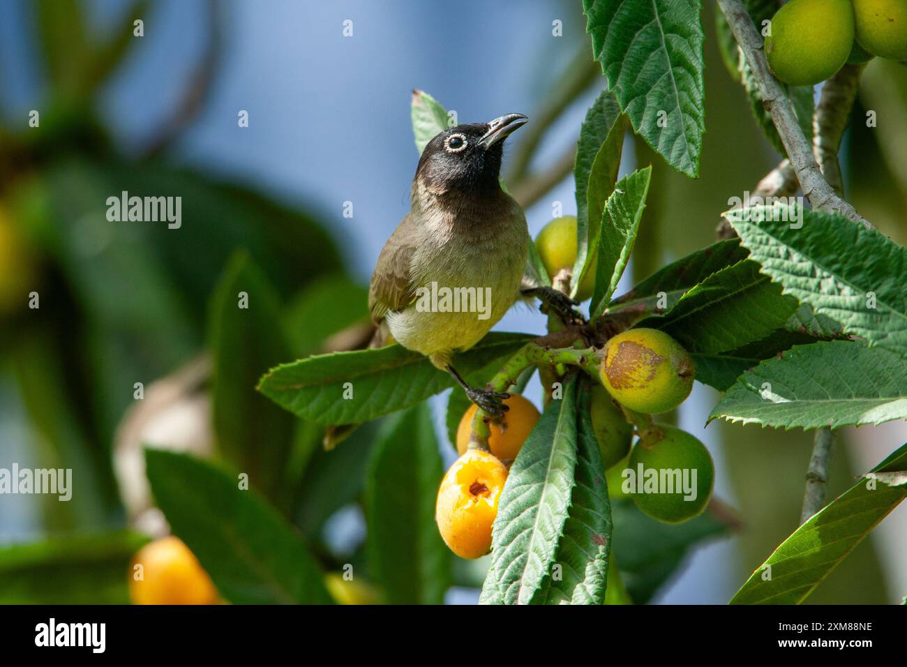 White-spectacled bulbul eats fruit from a Loquat tree Stock Photo - Alamy