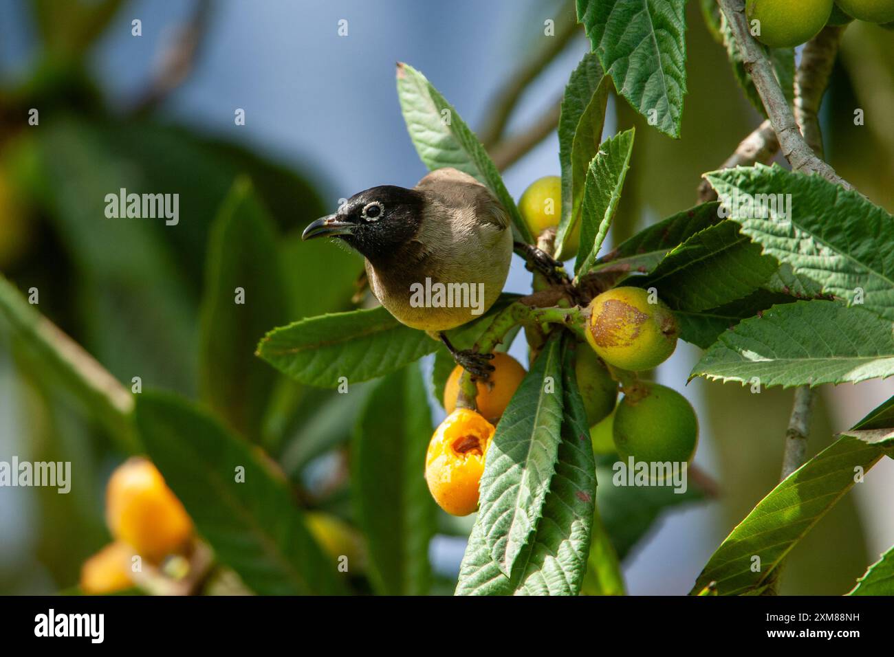 White-spectacled bulbul eats fruit from a Loquat tree Stock Photo - Alamy