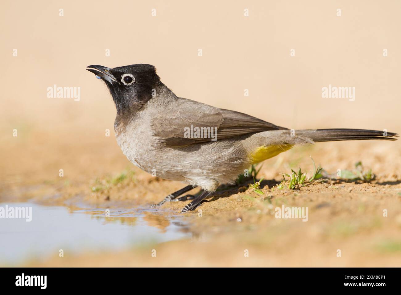 Bulbul hi-res stock photography and images - Alamy