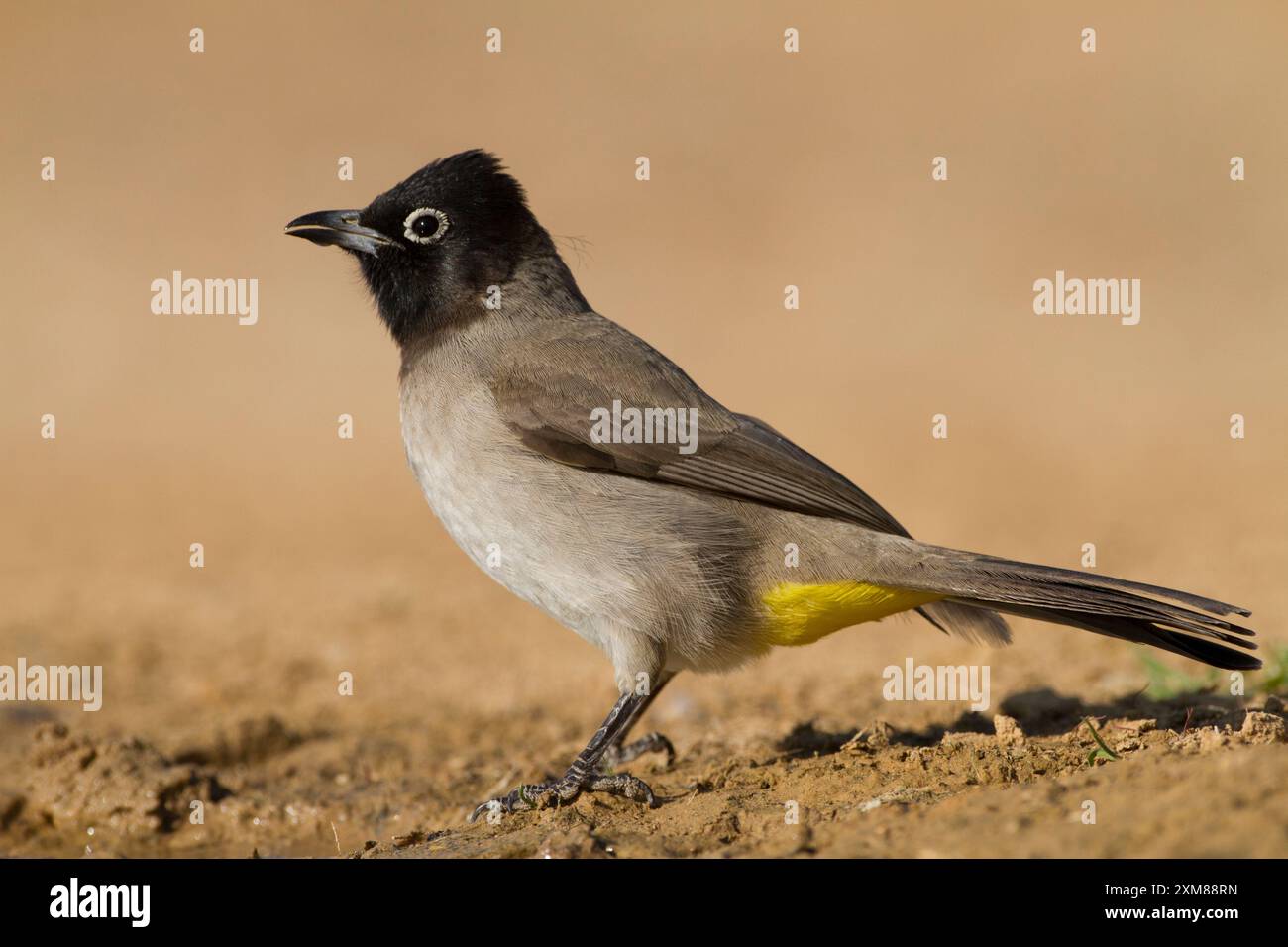 White-spectacled bulbul (Pycnonotus xanthopygos Stock Photo - Alamy