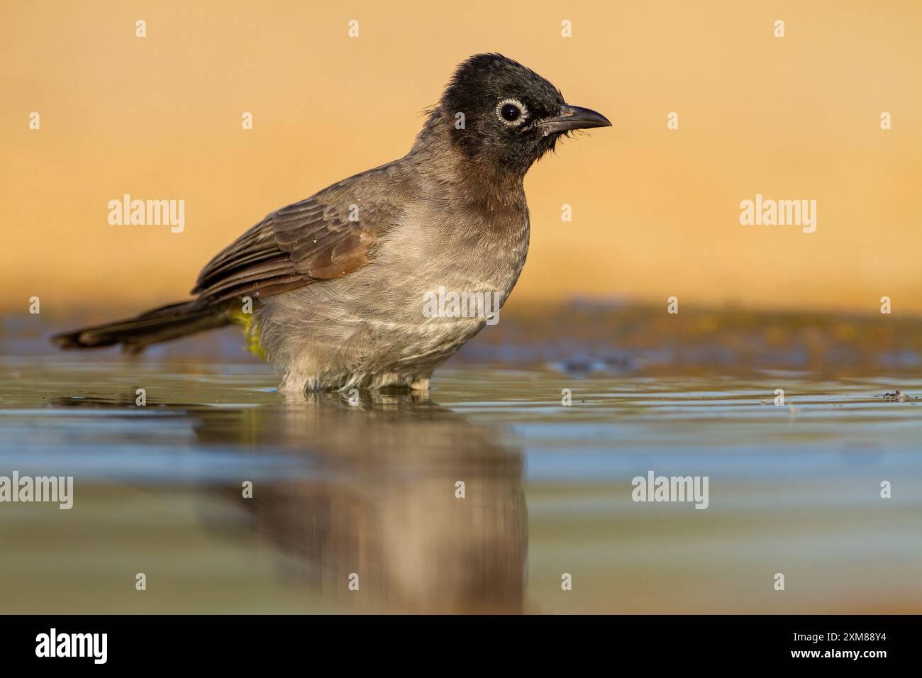 White-spectacled bulbul drinking water Stock Photo - Alamy