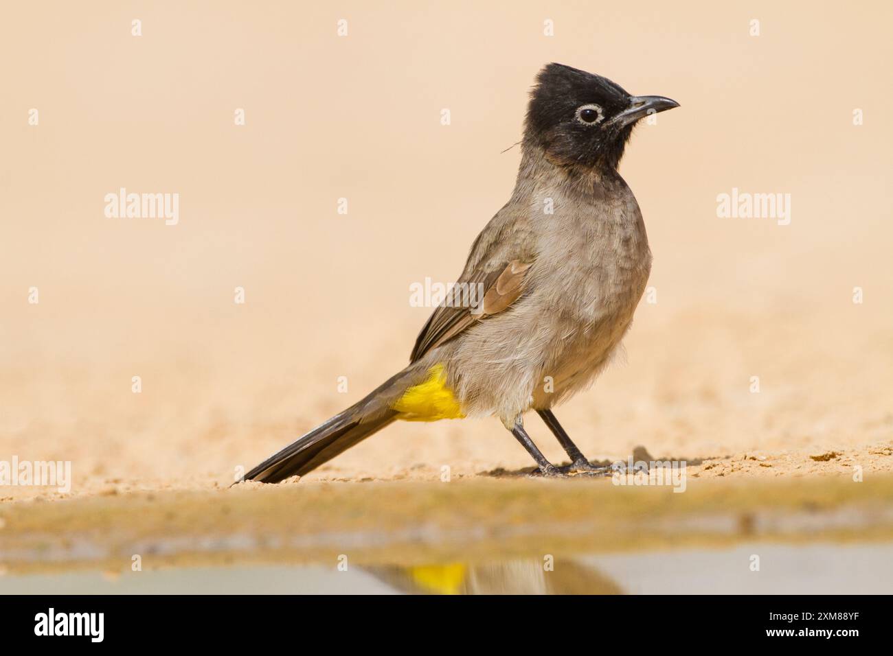 White-spectacled bulbul (Pycnonotus xanthopygos Stock Photo - Alamy