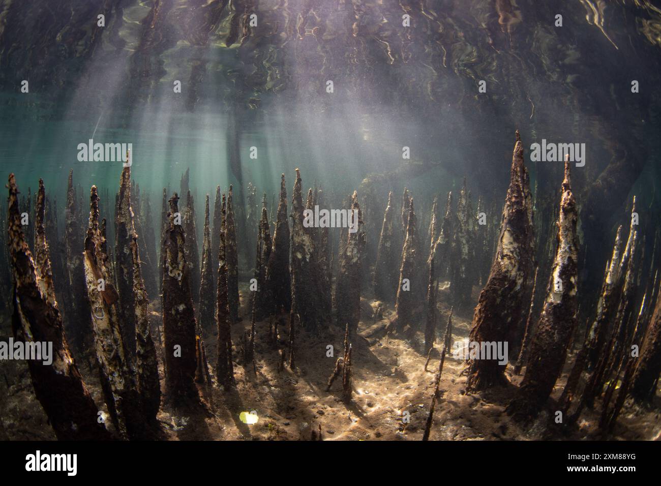 Pneumatophores rise from the seafloor of a mangrove forest along the ...