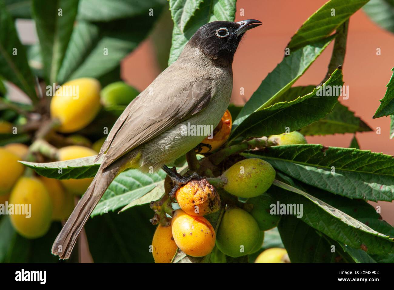 White-spectacled bulbul eats fruit from a Loquat tree Stock Photo - Alamy
