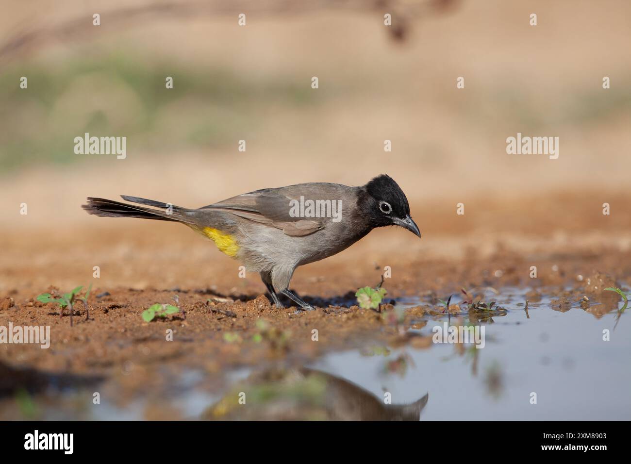 White-spectacled bulbul drinking water Stock Photo - Alamy