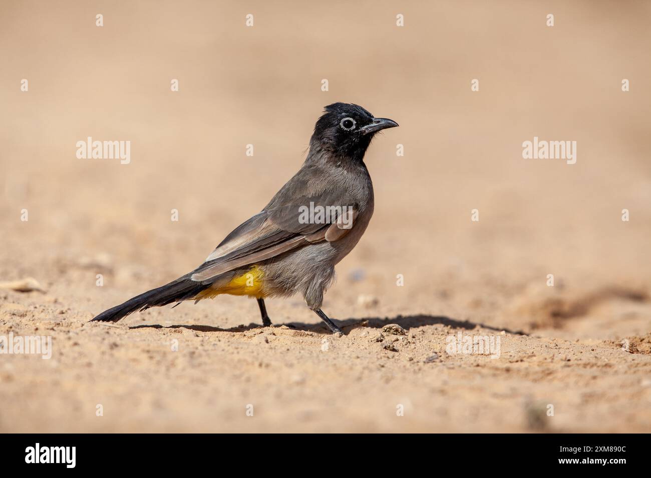 White-spectacled bulbul (Pycnonotus xanthopygos Stock Photo - Alamy