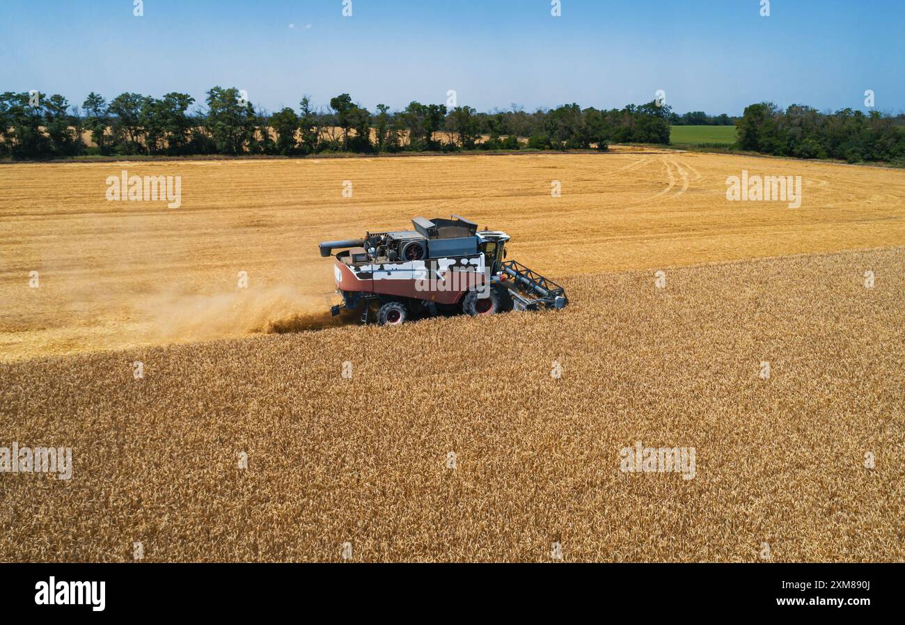 A large combine harvester moves across a golden field, collecting ripe ...