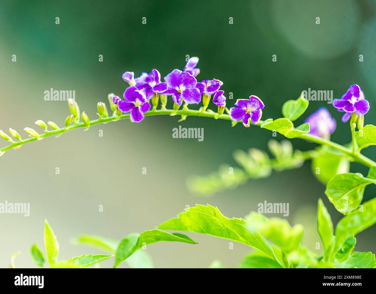 A Chain of Duranta Erecta flower Stock Photo - Alamy