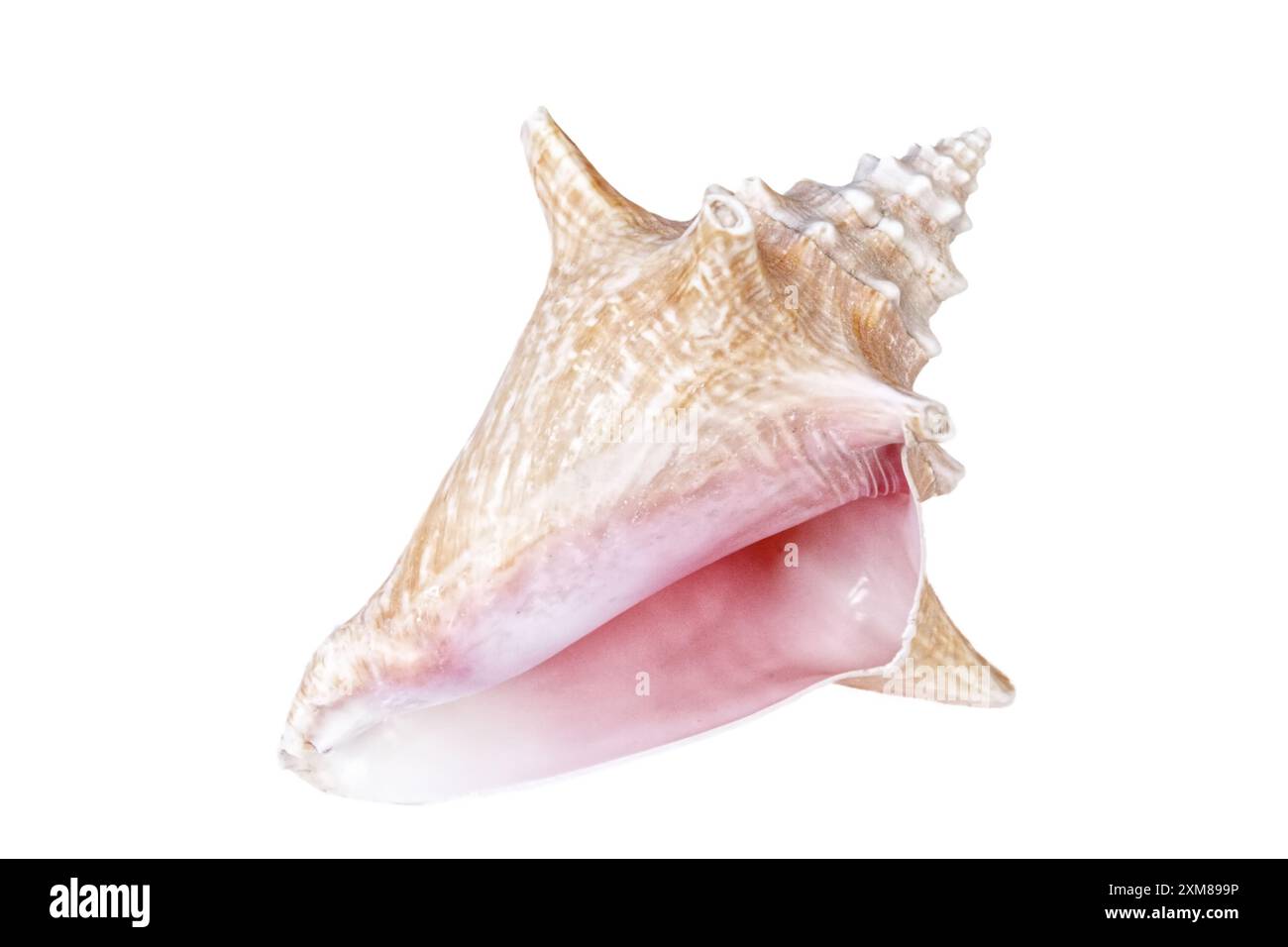 Conch sea shell close up isolated on white background Stock Photo - Alamy