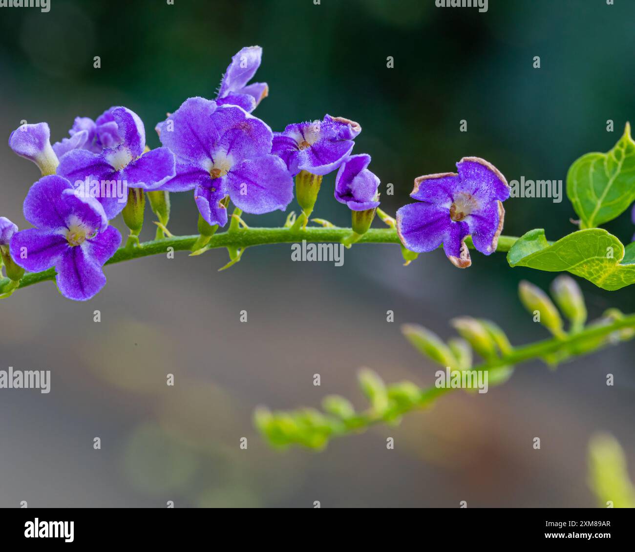 Duranta Erecta Flower blooming in garden Stock Photo - Alamy