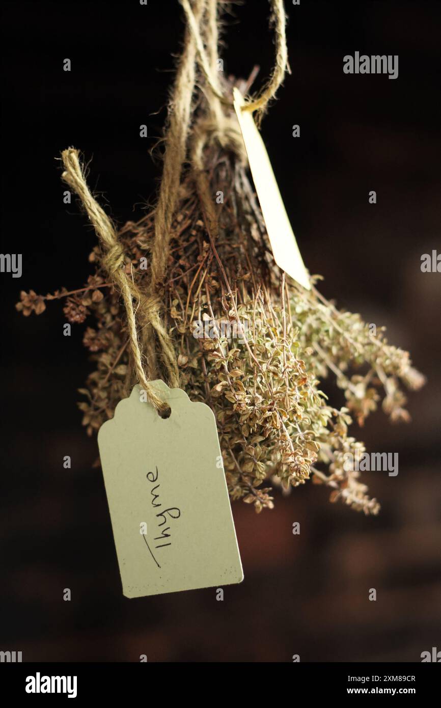 Dried thyme herb hangs in kitchen, trussed with garden string with ...