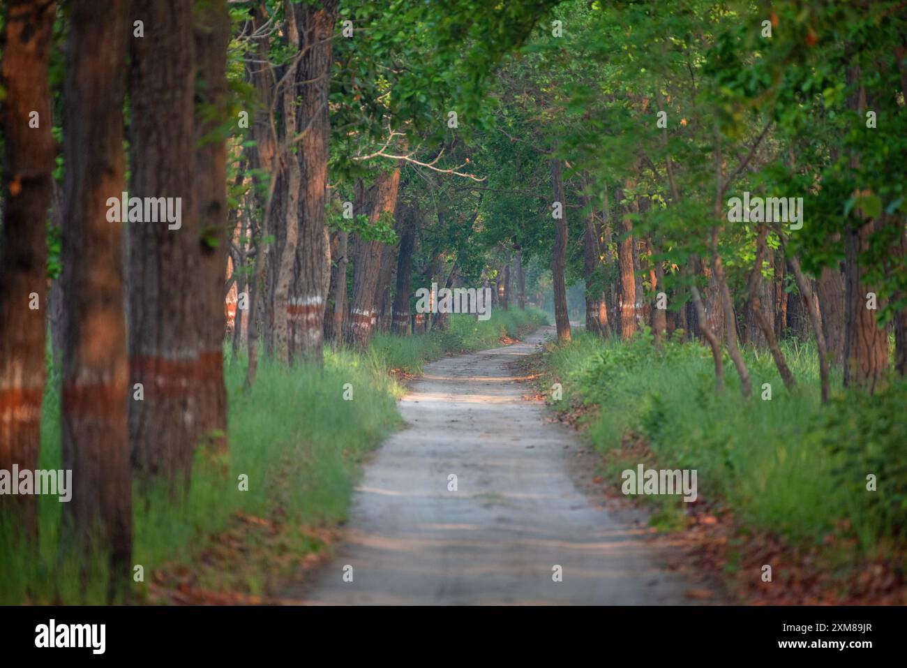 Deep path hi-res stock photography and images - Alamy