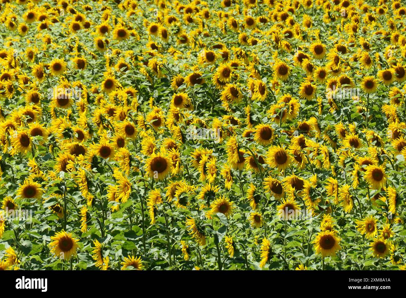 A field full of sunflowers for the production of sunflower oil Stock ...