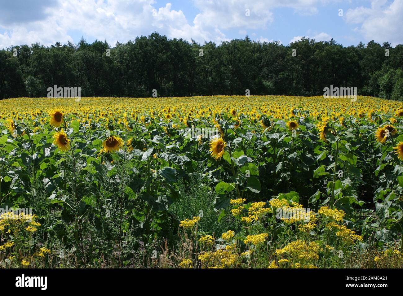 A field full of sunflowers has been planted at the edge of a forest. Jacobaea vulgaris grows in ...