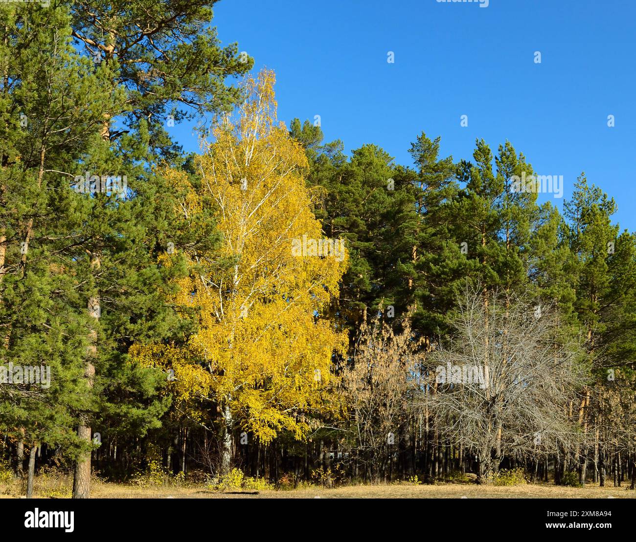 Mixed forest leafless birch hi-res stock photography and images - Alamy