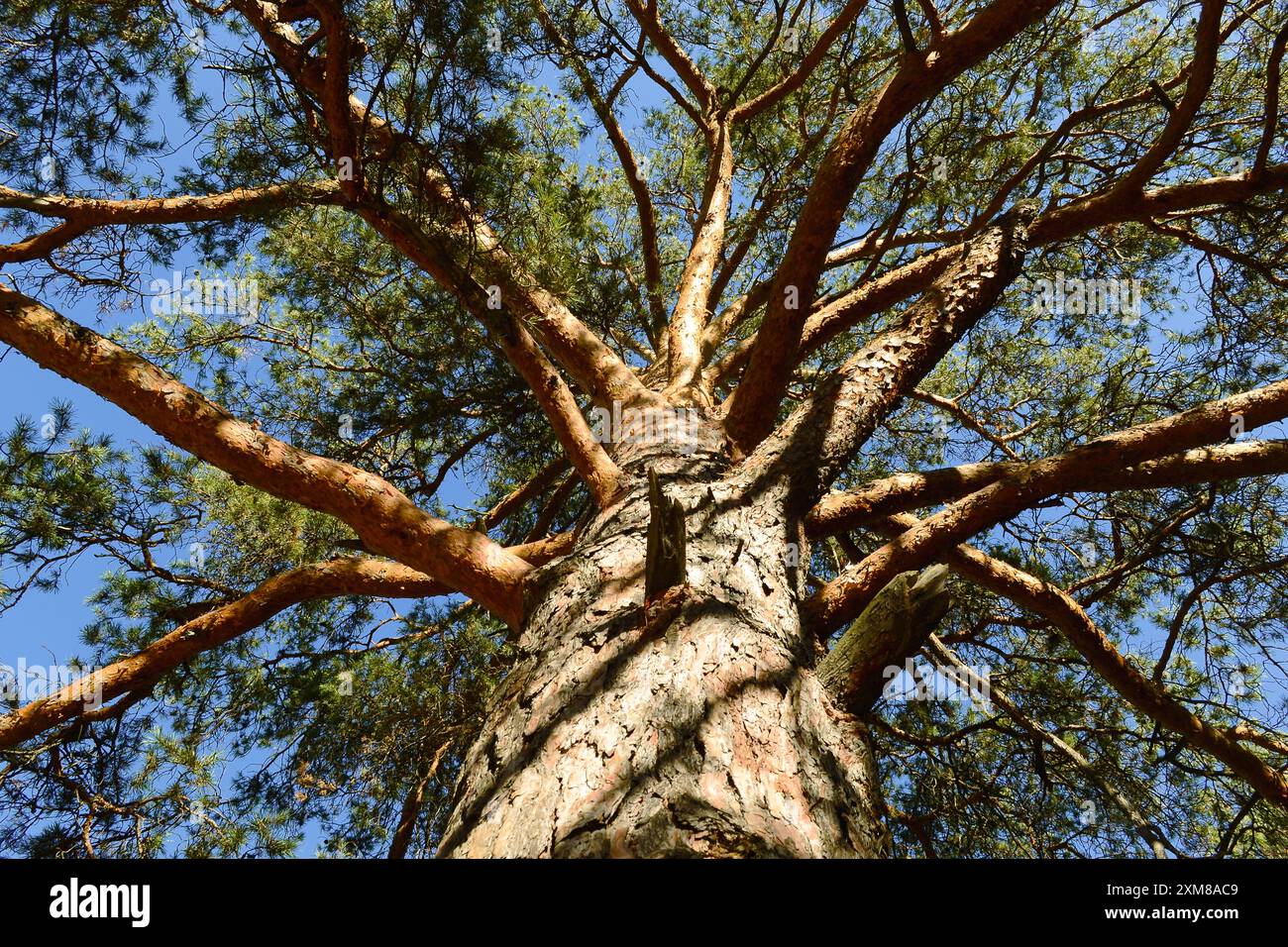 Bottom up view lush hi-res stock photography and images - Alamy