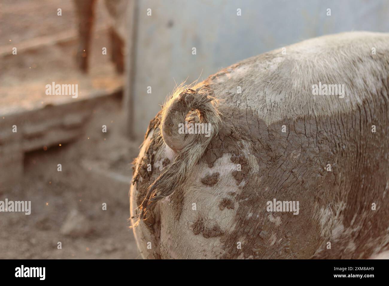 Tail texture hi-res stock photography and images - Alamy