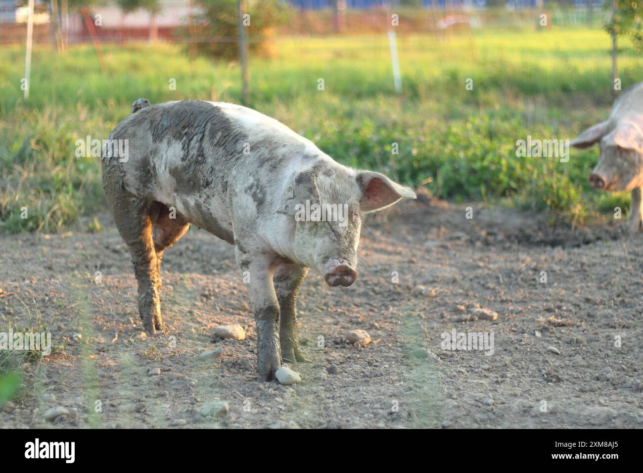A pig fully covered in mud enjoys a playful moment on a farm. The image ...