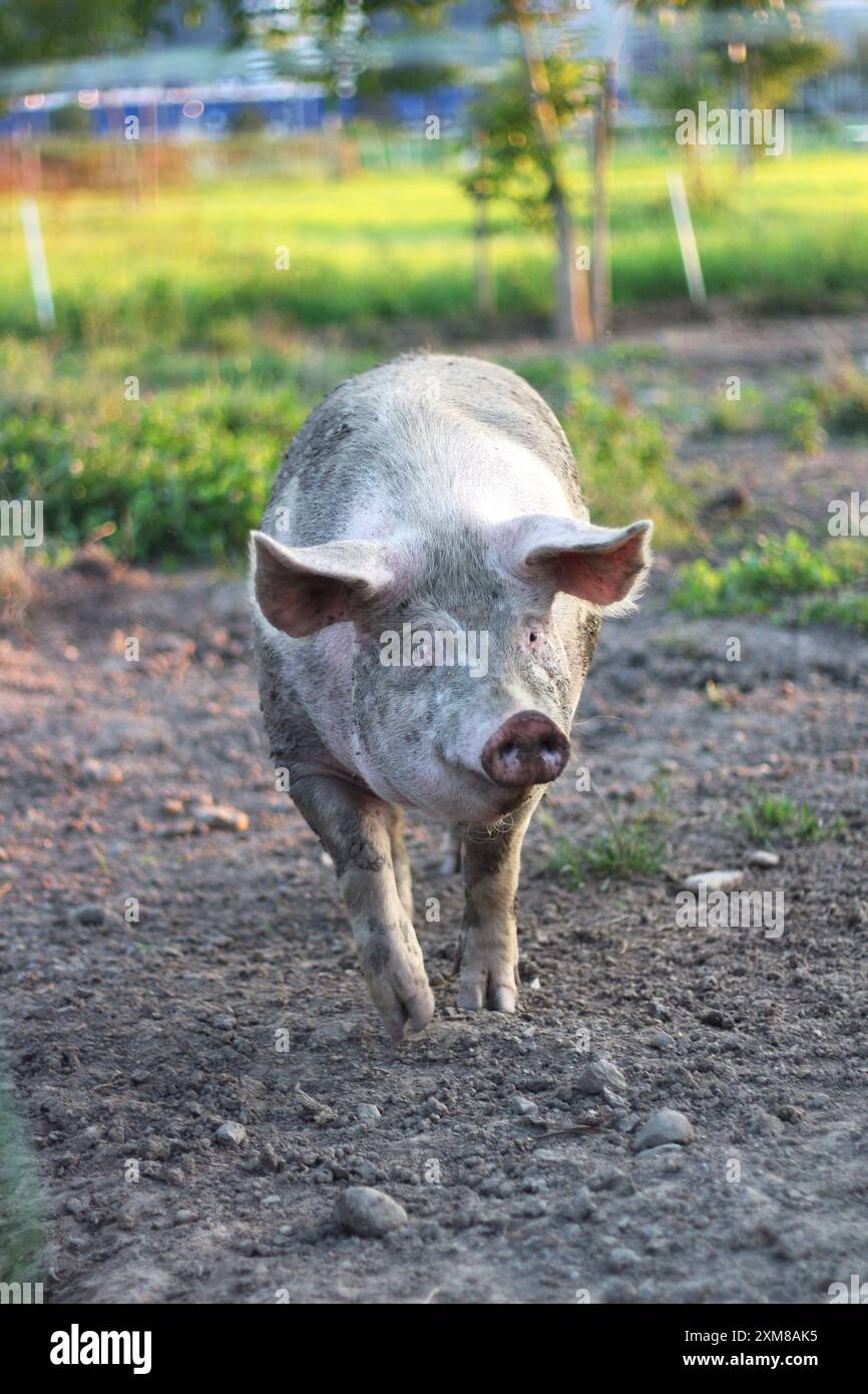 A pig fully covered in mud enjoys a playful moment on a farm. The image ...