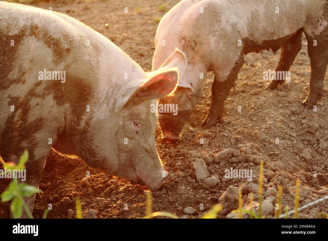 Natural scene emphasizes hi-res stock photography and images - Alamy