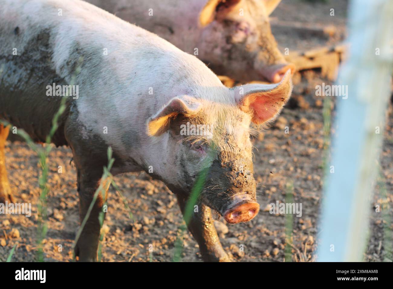 A pig fully covered in mud enjoys a playful moment on a farm. The image ...