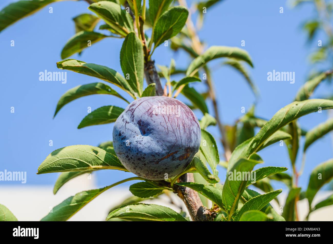 Plums. Ripened fruit on the branch of the tree Stock Photo - Alamy