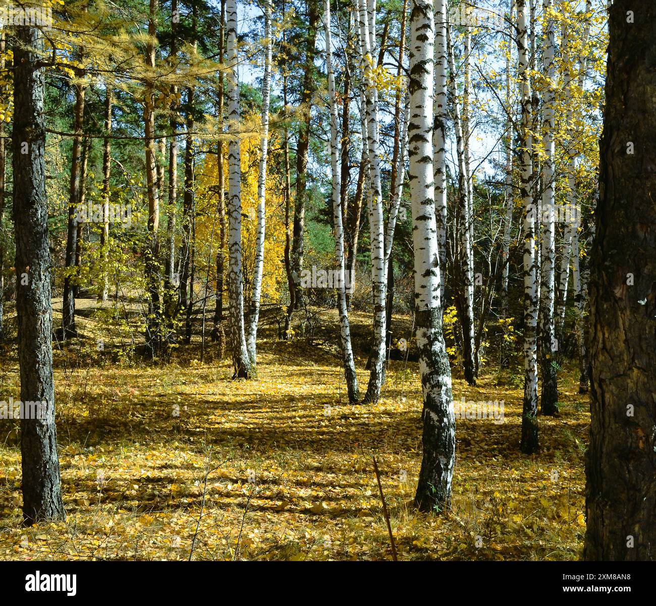 Birch thicket hi-res stock photography and images - Alamy