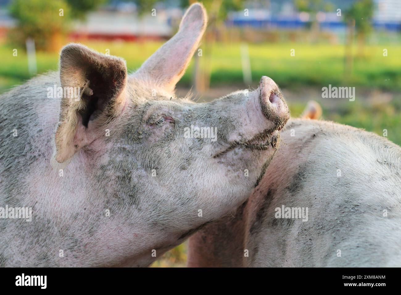 A pig rests its head on another pig's back in the warm light of sundown ...