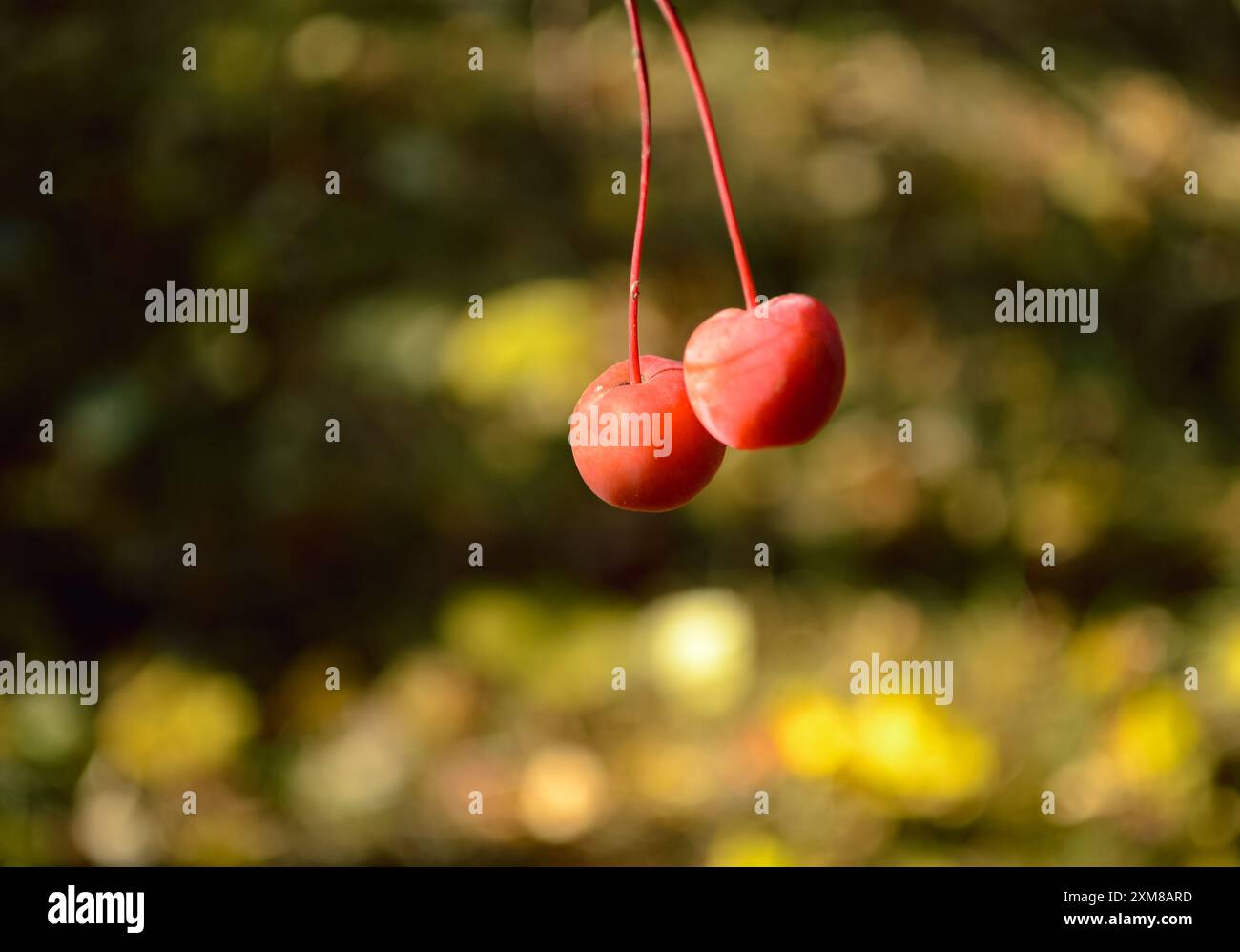 Two colorful apples hi-res stock photography and images - Alamy