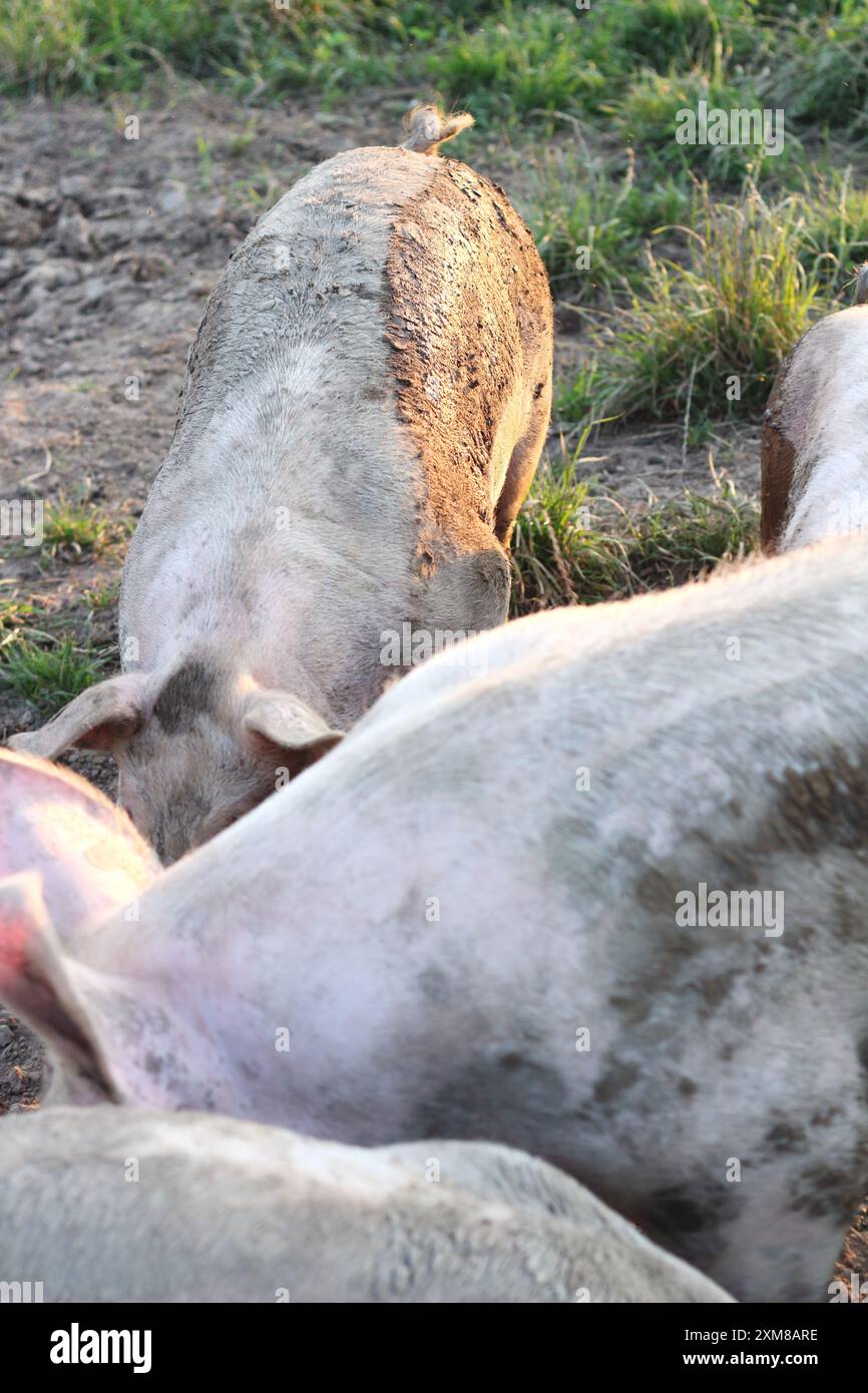A group of pigs with their bodies intertwined and overlapping, creating ...