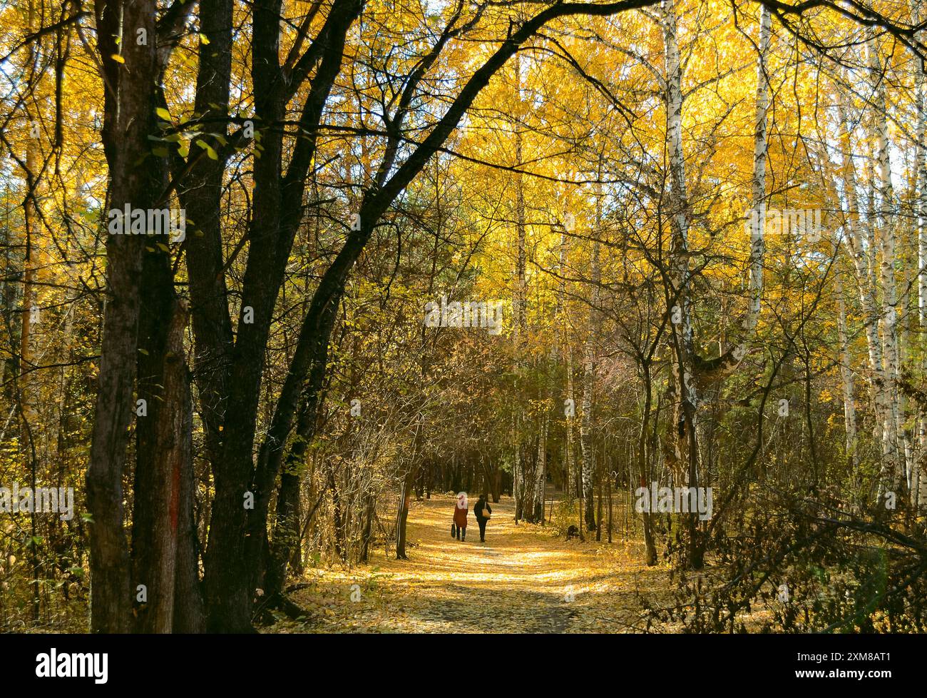 Two women from the back walk along the path in the autumn forest Stock ...