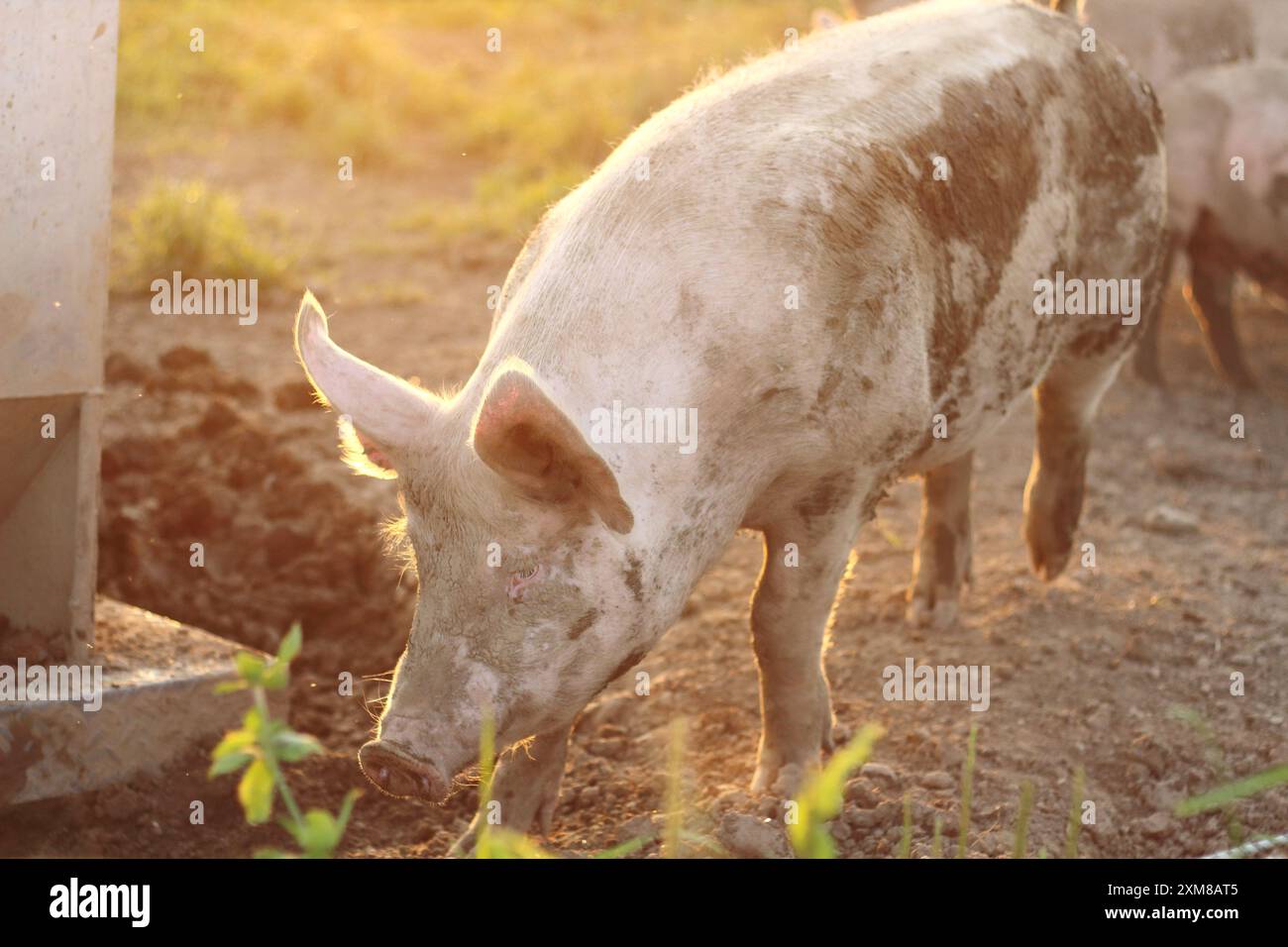 A single pig basks in very warm light, highlighting its serene presence ...